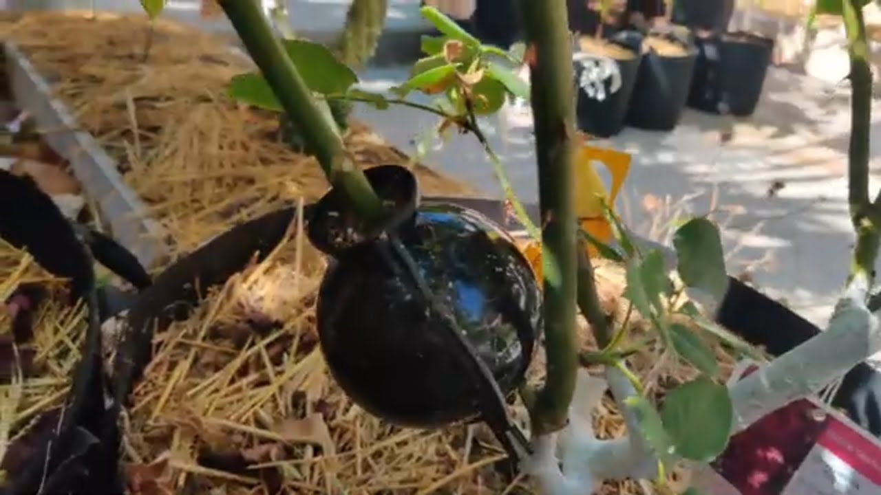 Air Layering My Roses 🌹 - YouTube