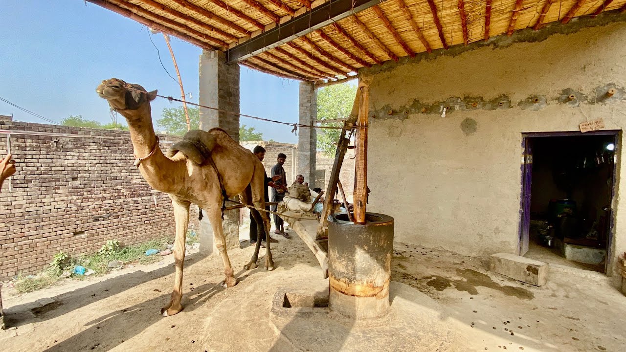 Mustard oil extraction with camel || old Desi technology in Punjab #camel #desilife - YouTube