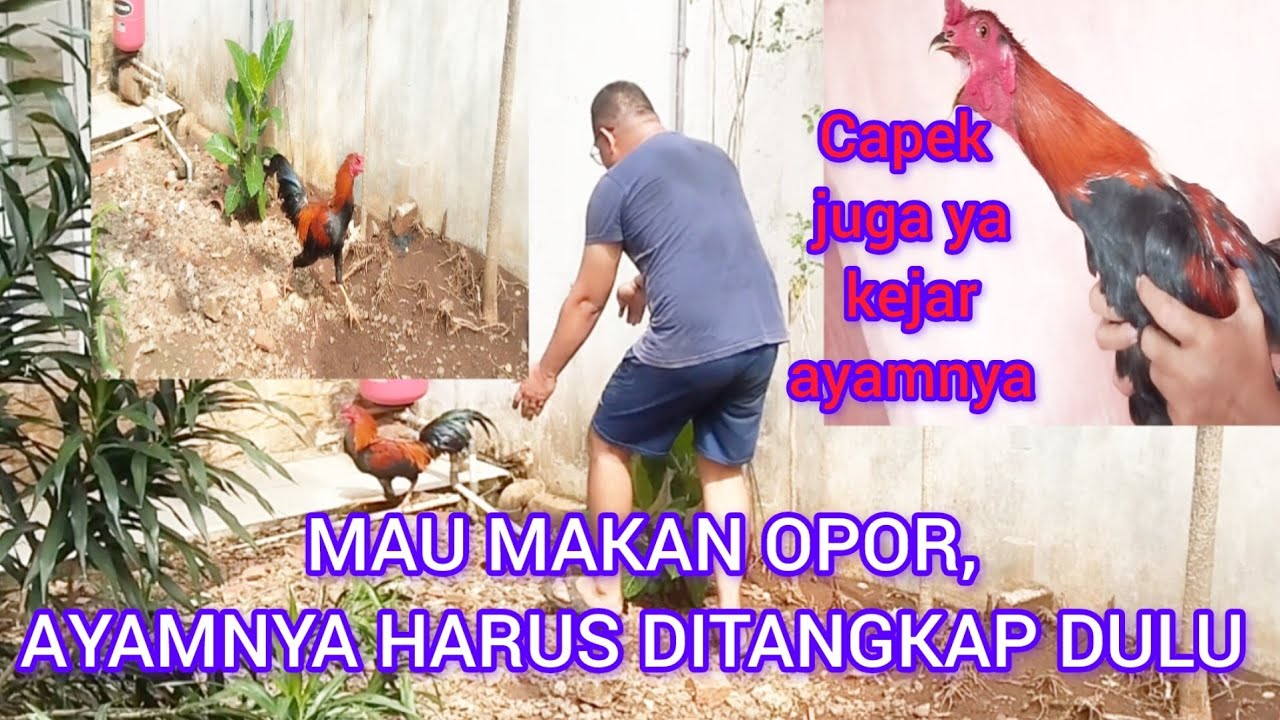 MAU MAKAN OPOR, AYAMNYA HARUS DITANGKAP DULU - YouTube