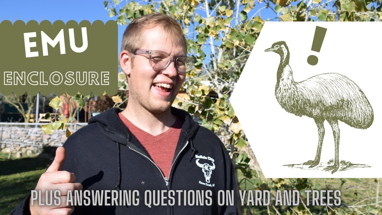 Emu Enclosure AND how we keep our yard so green here in 9B - YouTube