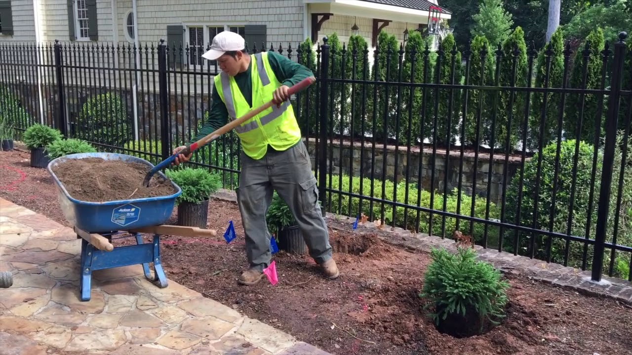 Proper Planting Technique - YouTube