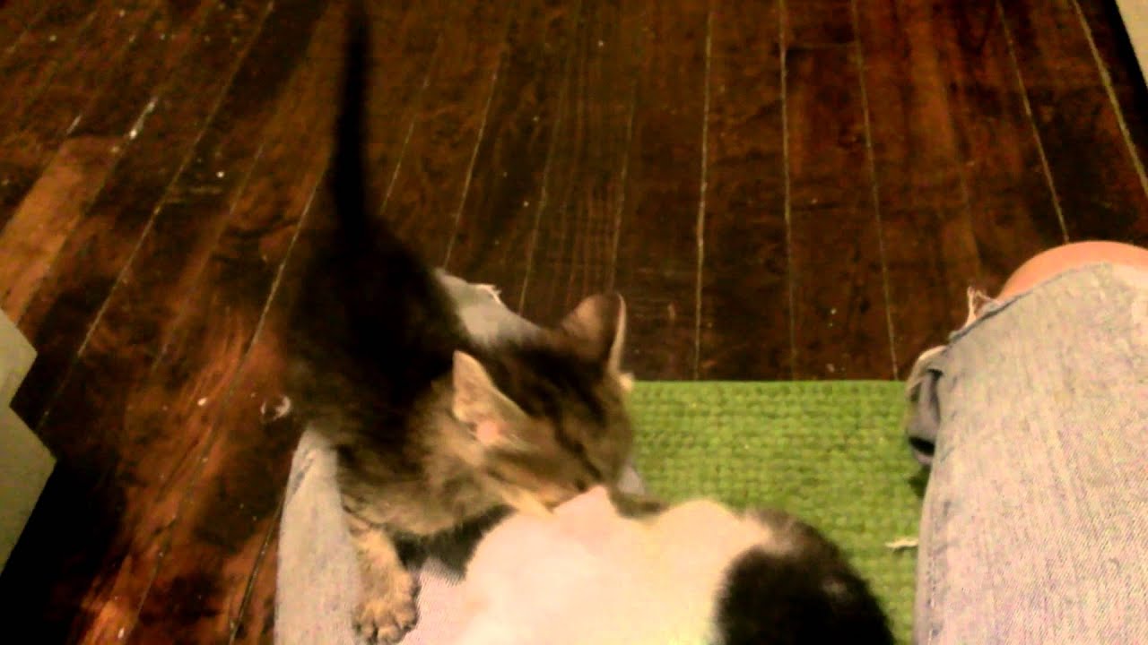 Levi and Arya - YouTube