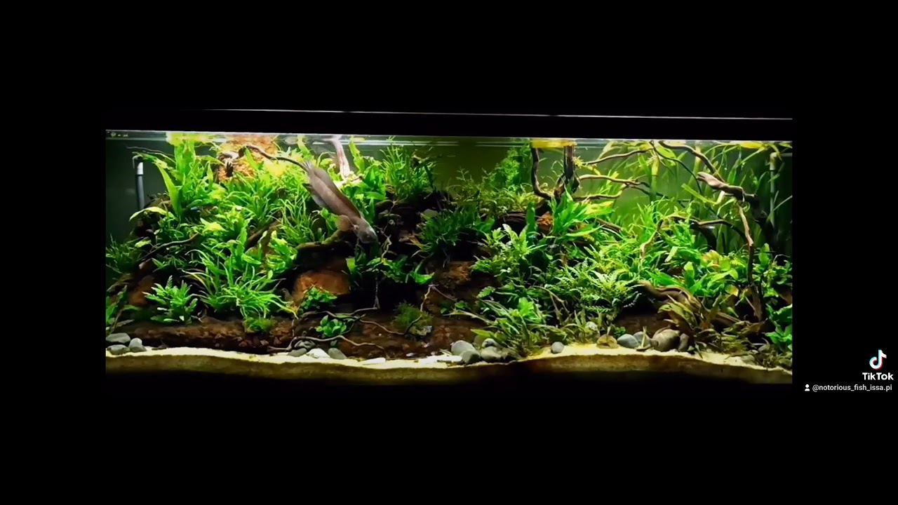 Channa asiatica red bac asiatique 750l - YouTube