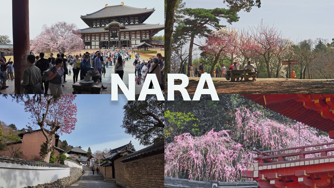 Nara in Spring #japan #sakura #nara - YouTube