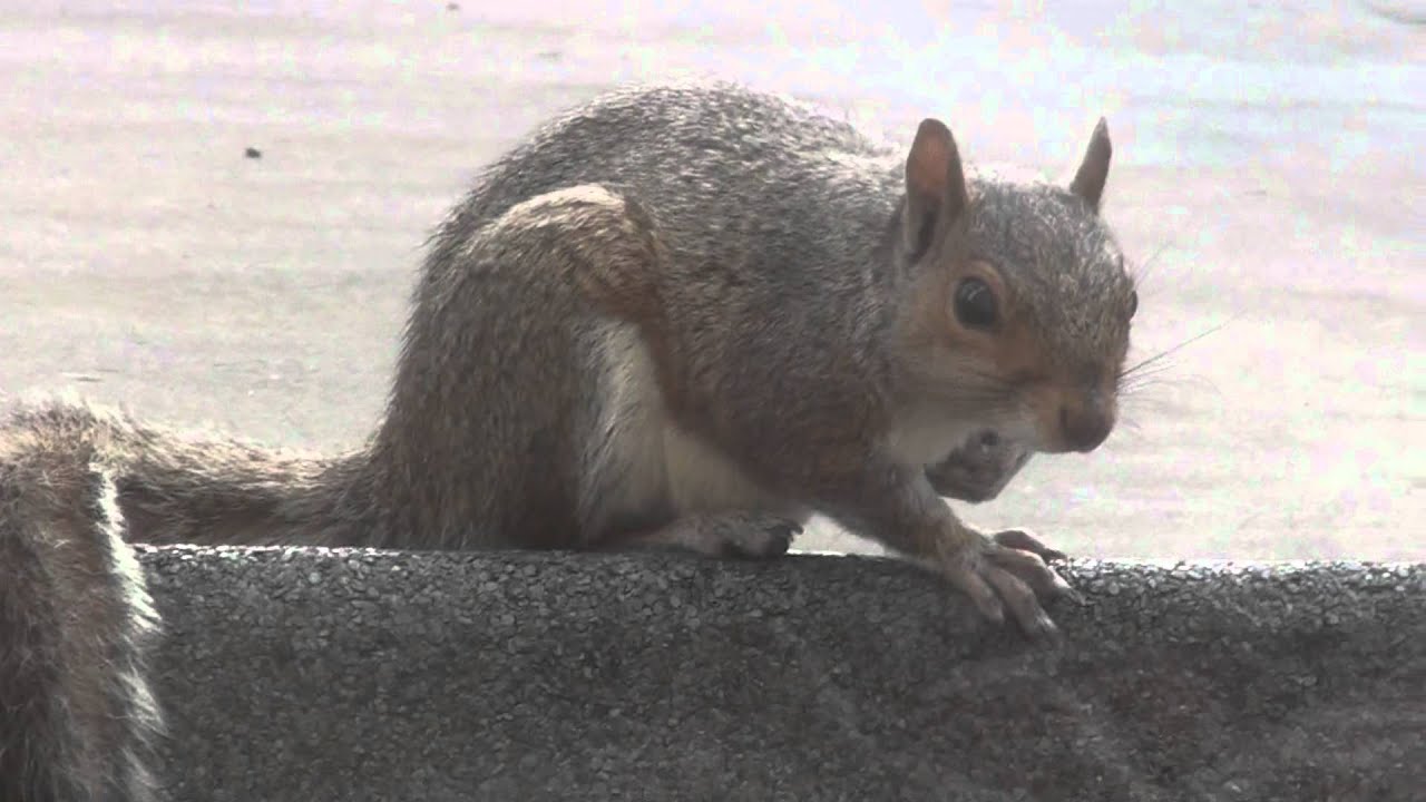 Squirrel outside my window - YouTube