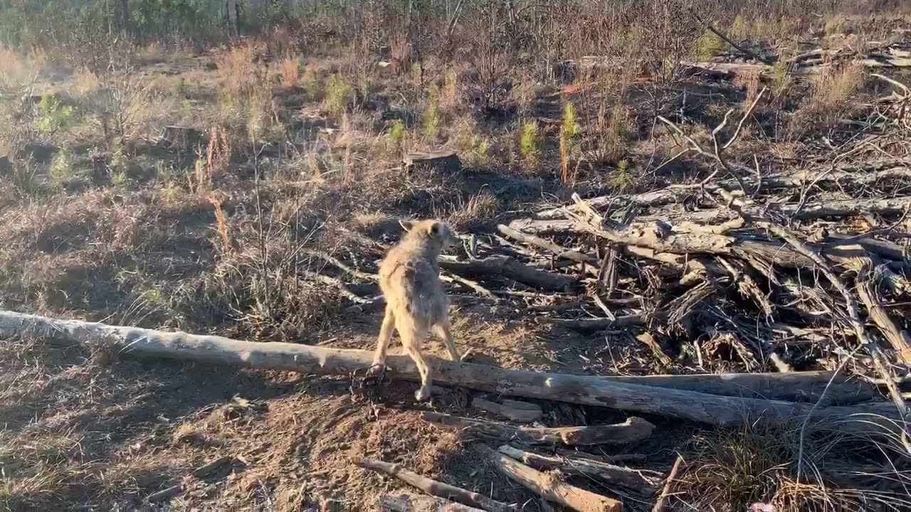First coyote of 2020 - YouTube