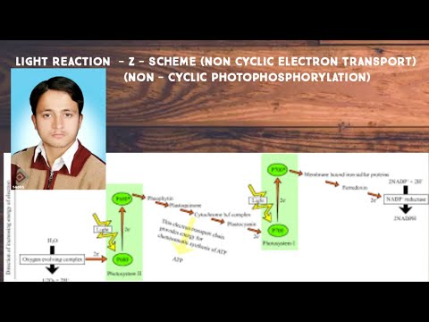 Light Reaction (Light Dependent Reaction) - Non Cyclic Electron ...