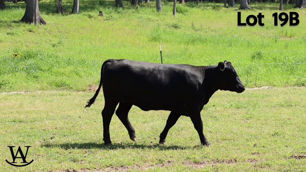 Rocking W Angus Lot 19B - YouTube