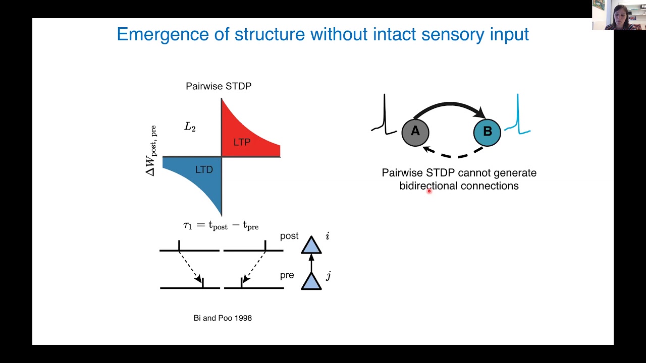 J. Gjorgjieva - Spontaneous emergence of structure in recurrent ...
