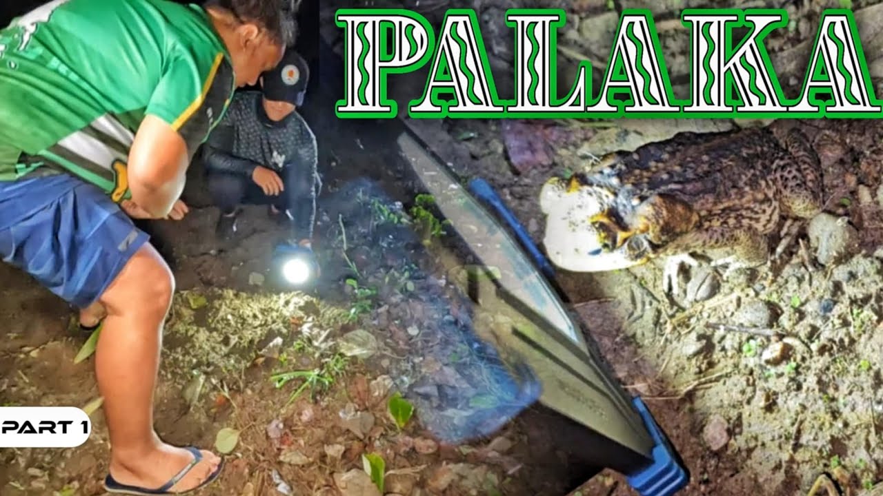 P1-MASAYANG PANGINGILAW NG PALAKA - EP1413 - YouTube