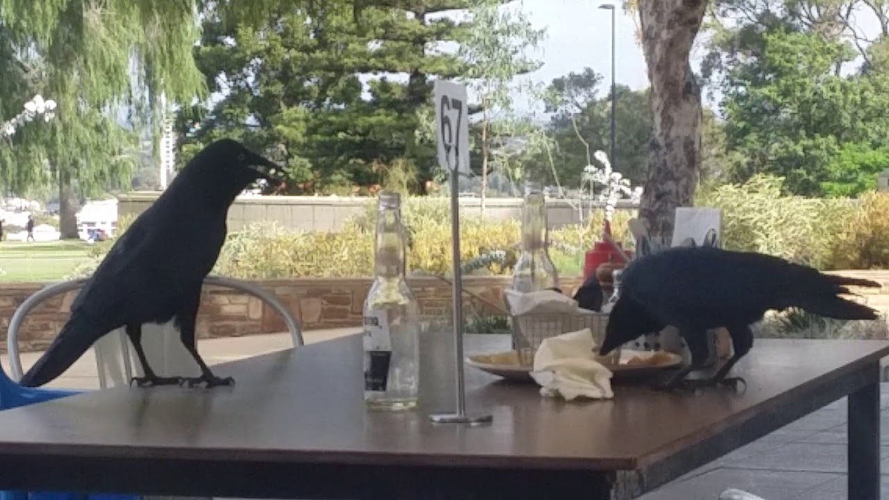 Crows at Perth Museum/Art Gallery. - YouTube
