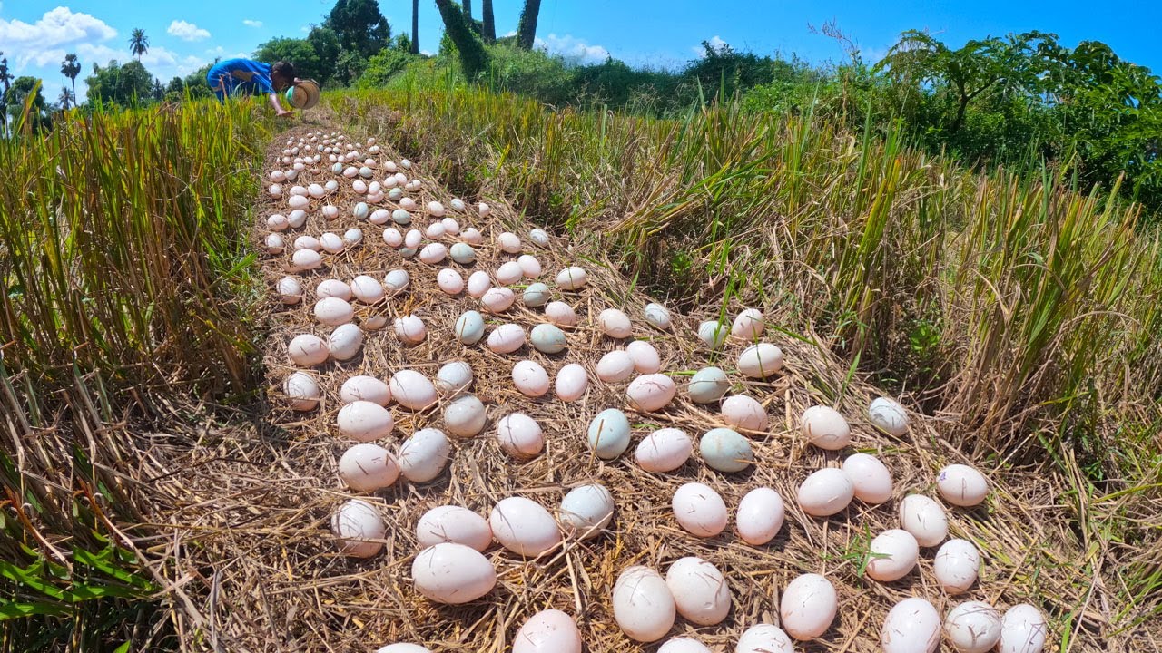 wow amazing - pick a lot of duck eggs on the straw at field by hand a ...