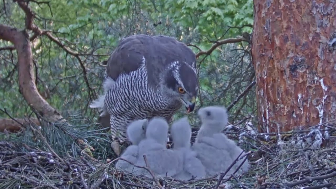 Vistu vanags (Hen hawk) | Mom brings prey in breakfast for four babies ...