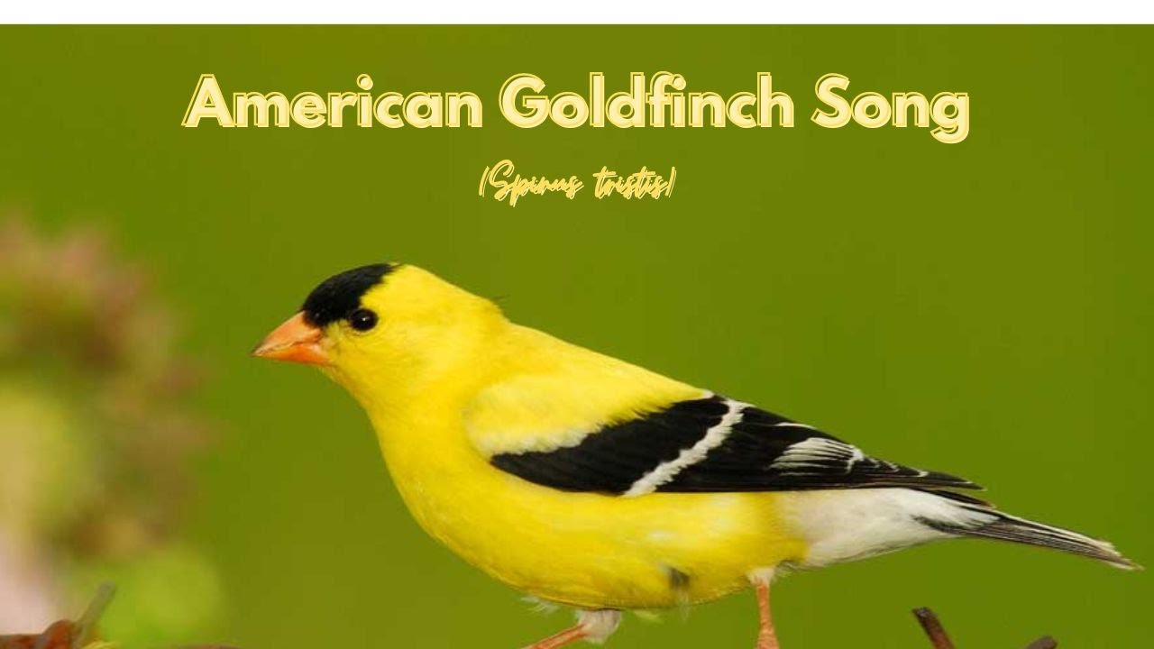 American Goldfinch Singing Songs | American Goldfinch Call | American ...