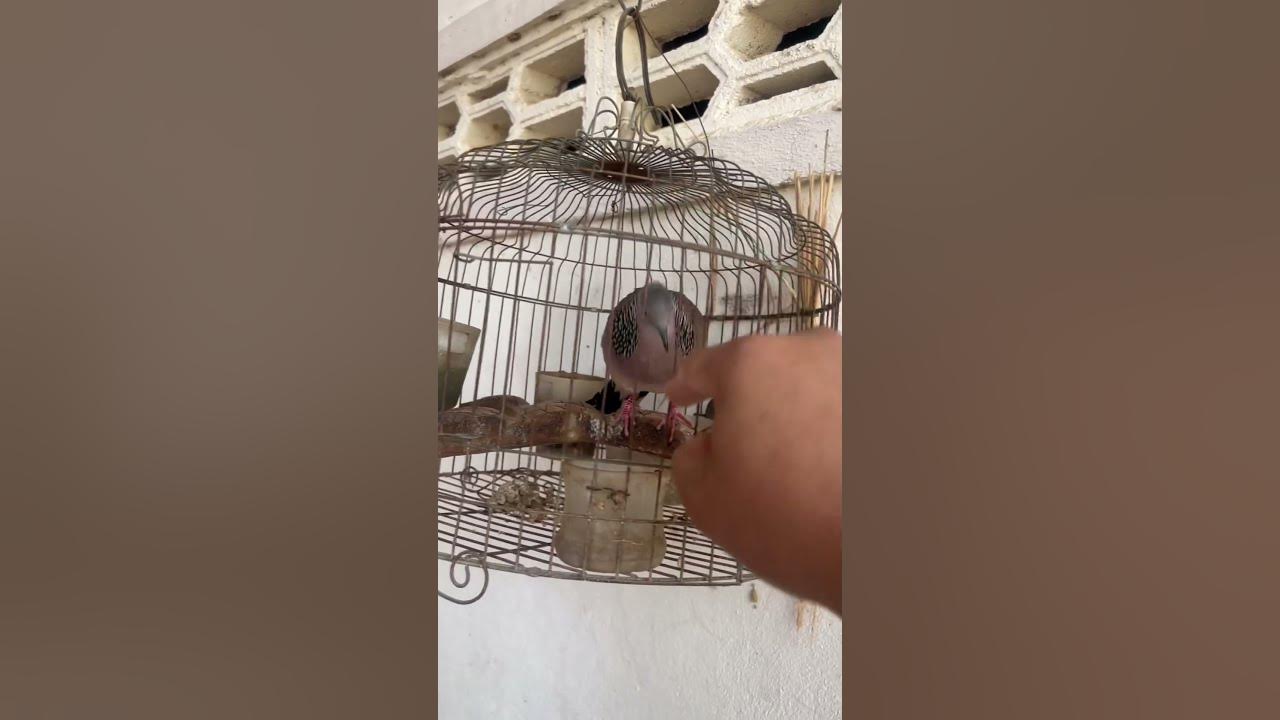 Crying Wave Beast - YouTube