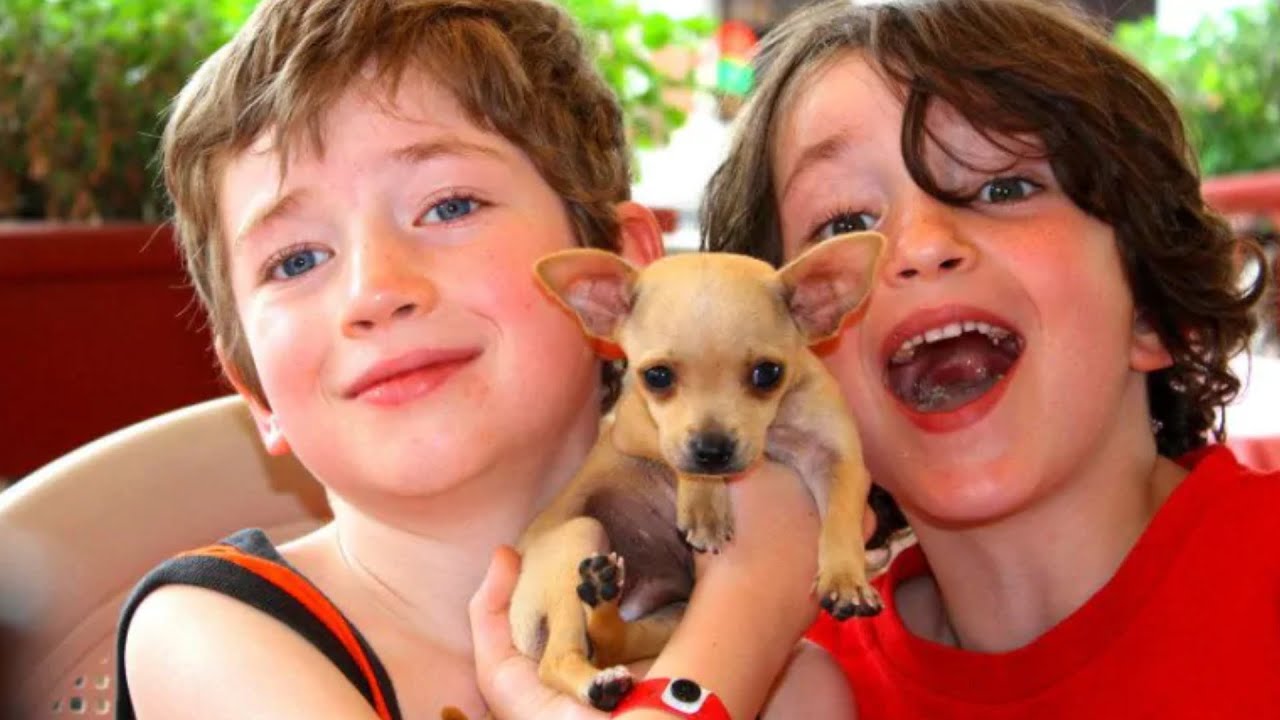Struggling with grief, trauma after Pit Bull attacks - YouTube