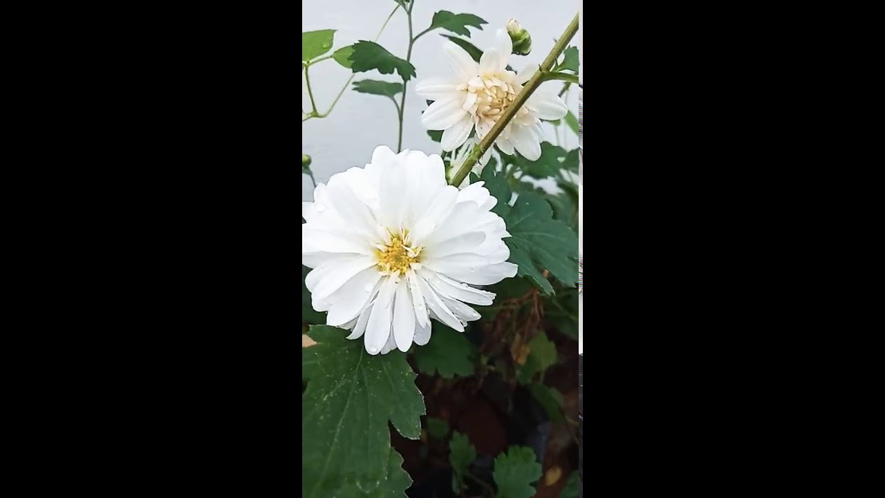 Pure flower - YouTube