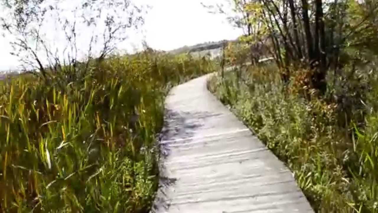 Swamps of Michigan - YouTube