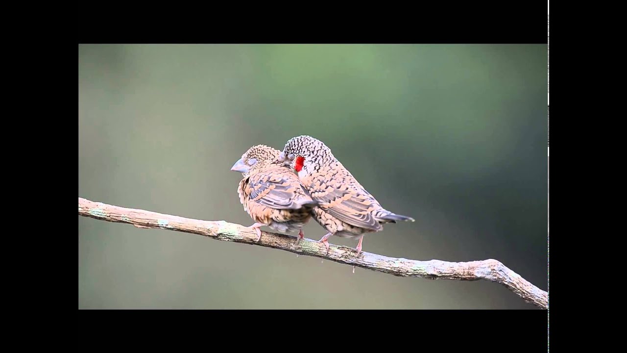 Cut-throat Finches - YouTube