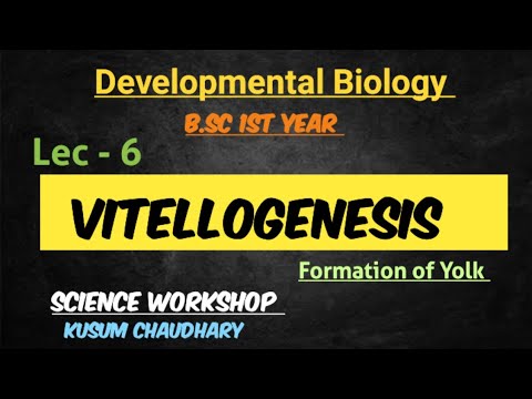 Vitellogenesis || Formation of Yolk || Developmental Biology #6 || By ...