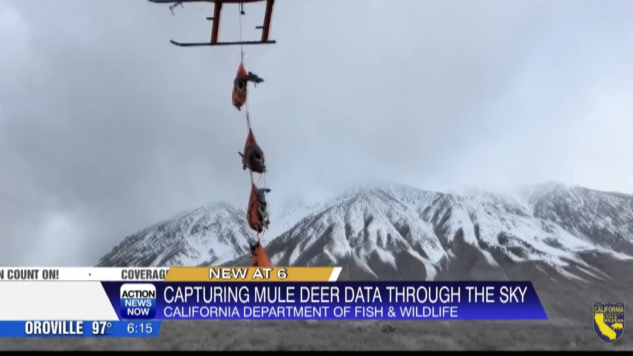 California Department of Fish and Wildlife captures mule deer to ...
