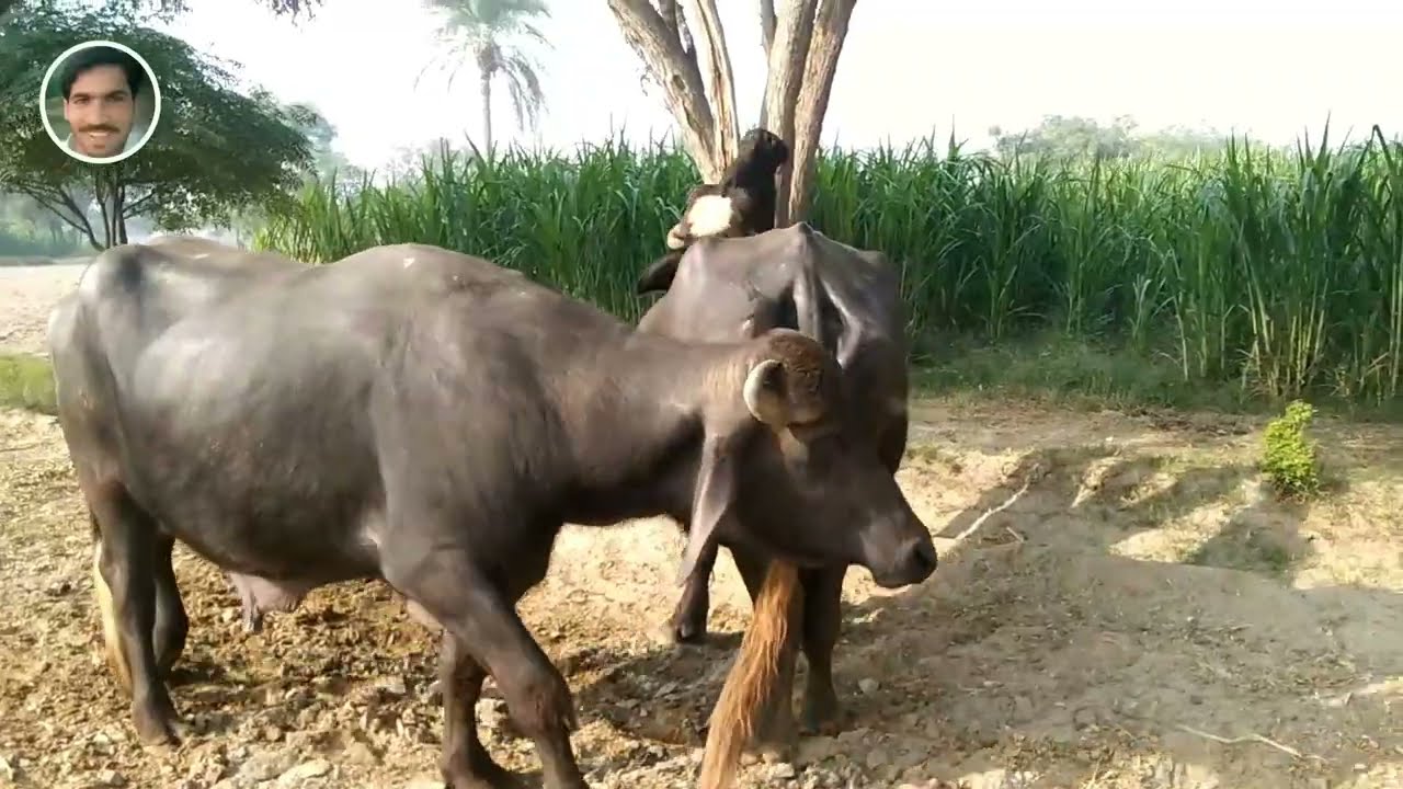 bhains ka nuksan, vahi hua jis Kadar, bhains ki video viral YouTube all ...
