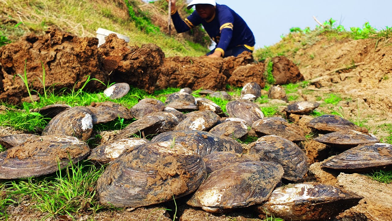 Wow MG a Lot of Clams In Dry Lake - A Fisherman Catch Underground Clams ...