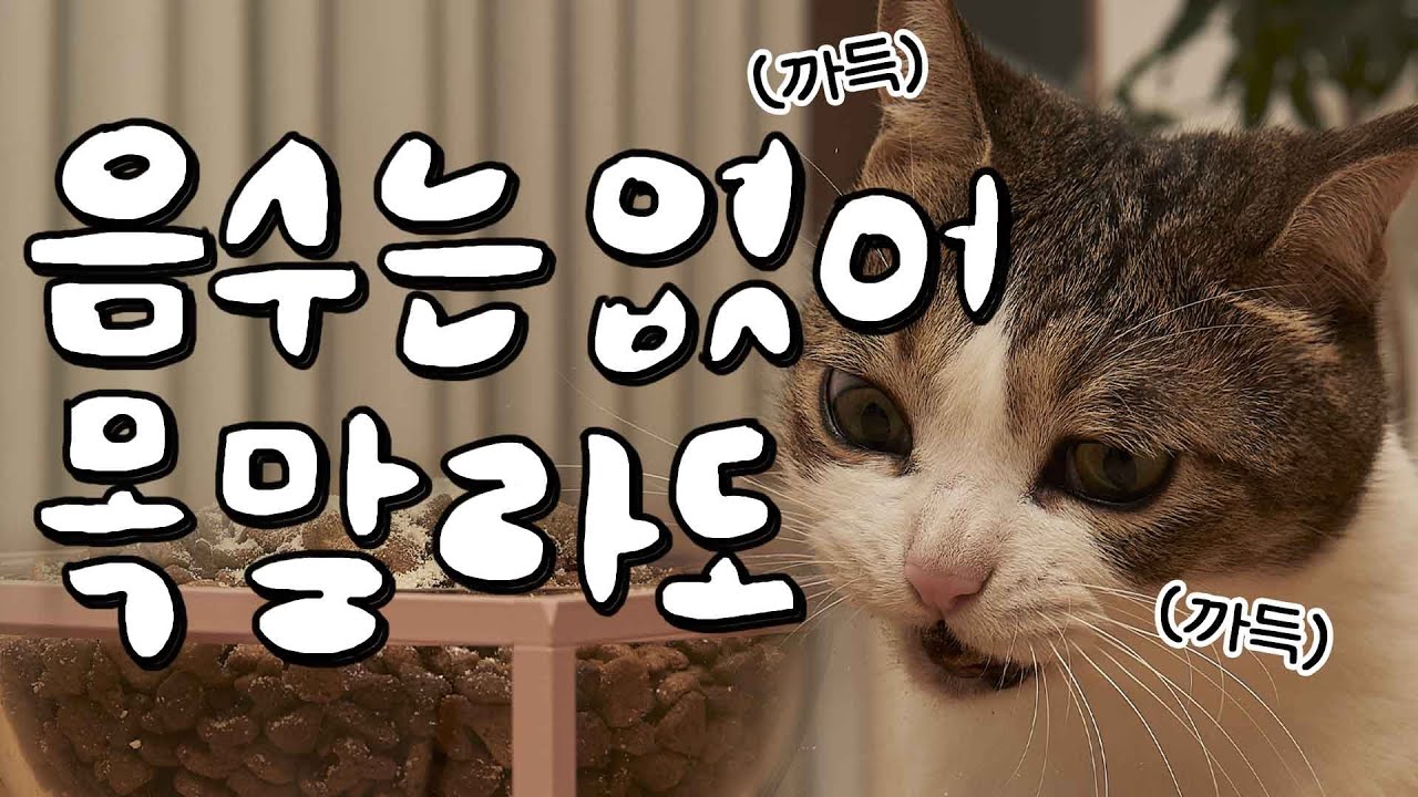 고양이가 물을 안먹는다구요 그럼 이 영상을 보셔야합니다🚰🐱 Youtube