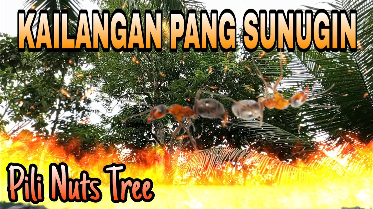 ANG DAMING LAMGAM SA PUNO NG PILI TREE - YouTube