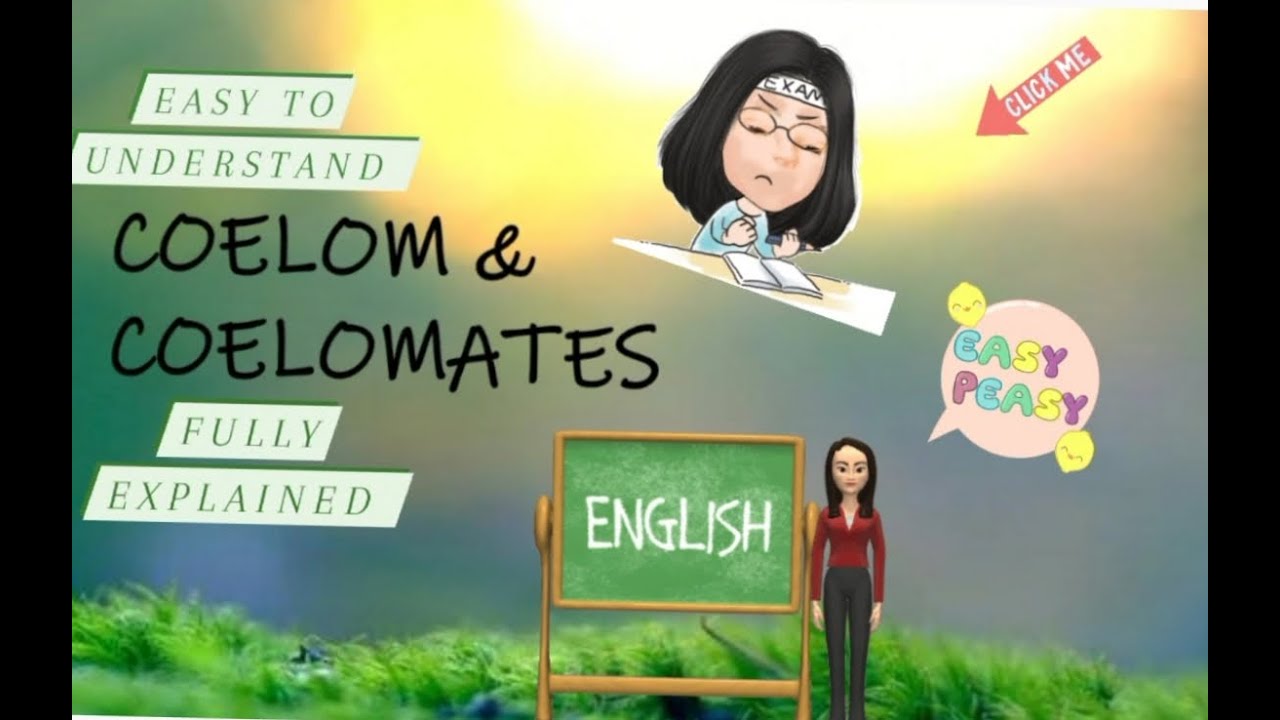 coelom explained | coelomates | aceolomates | pseudocoelomates ...