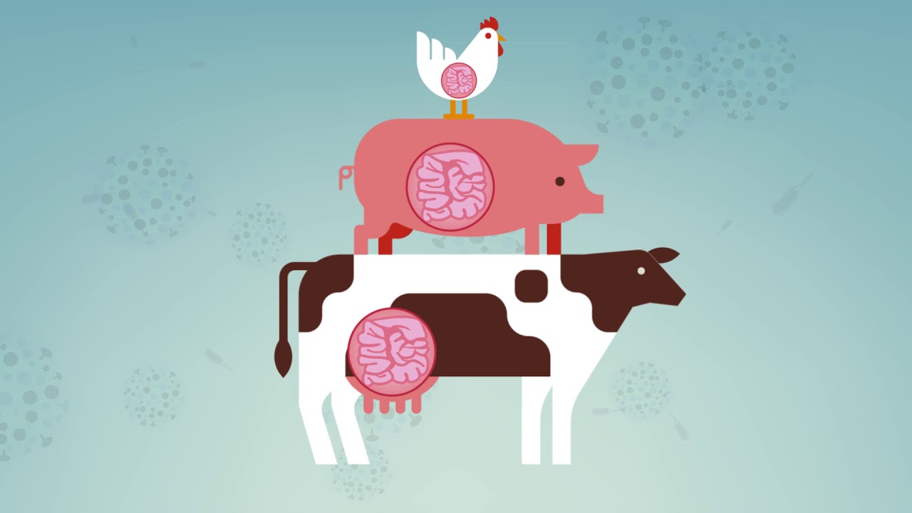 AMR - How Antibiotic Resistance Spreads | US - YouTube