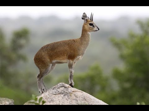 The Klipspringer Antelope - YouTube
