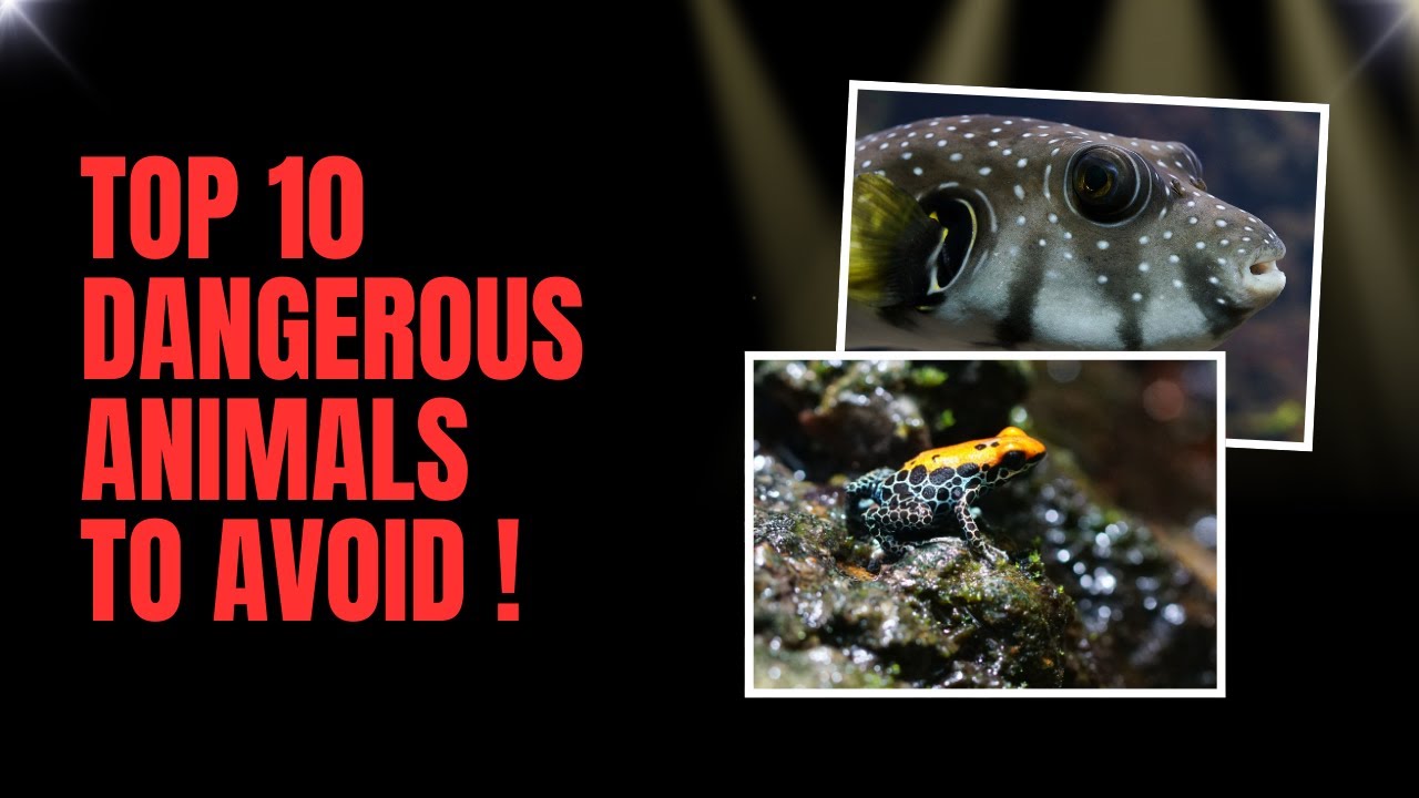The 10 Most Dangerous Animals You Should Never Mess With - YouTube