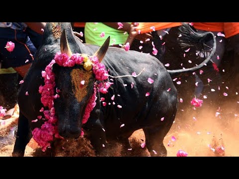 2021 kumarapalayum Jallikattu #Sentharapatti #Senthil brothers kallai ...
