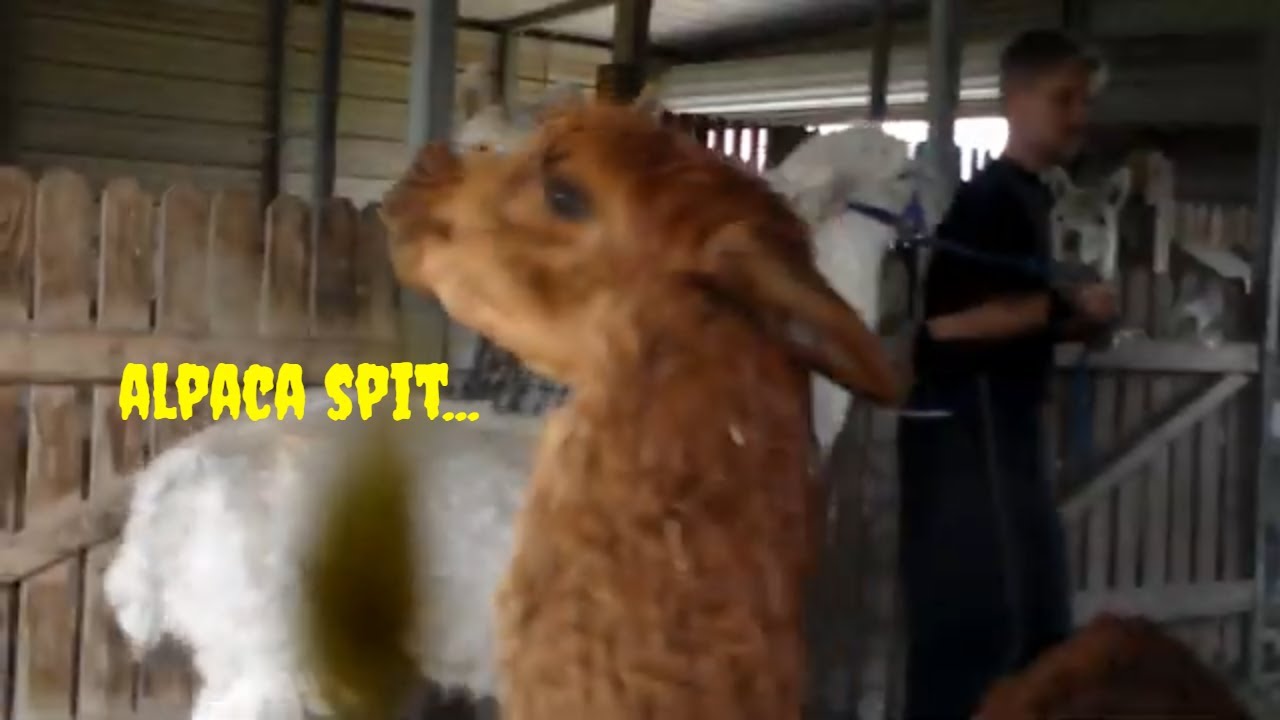 Alpaca Spit Testing to Check for Breeding Status - YouTube