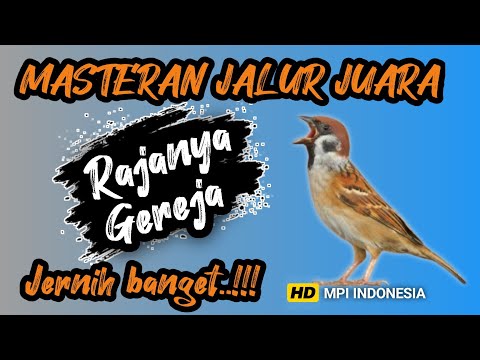 Jernih pool ! MASTERAN GEREJA TARUNG KONSLET NGEROL PANJANG❗