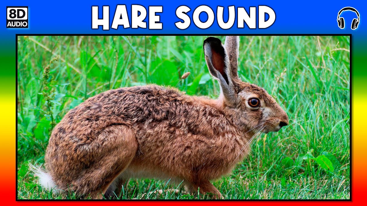 🐰 HARE SOUND - HARE SOUND EFFECT - SOUND OF HARE - NOISE OF HARE - YouTube