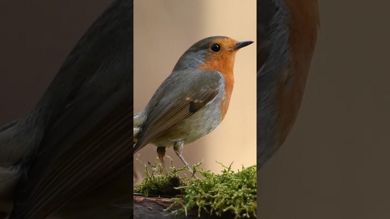 Bird π¦ Youtube