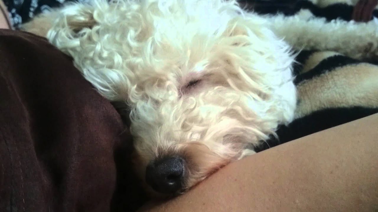 Chip sleeping - YouTube