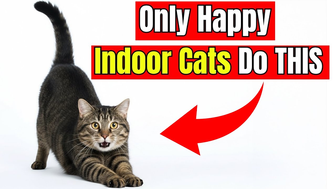 10 Essentials to Keep Your Indoor Cats Happy - YouTube