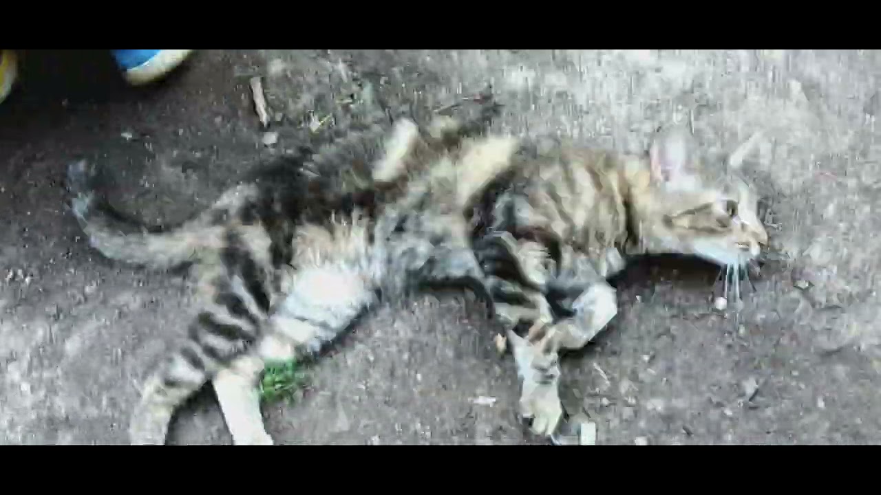 Stray cat - YouTube