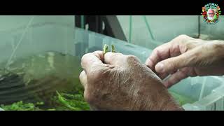I just received my Aquarium Plants from Father Fish. What do I do now?
