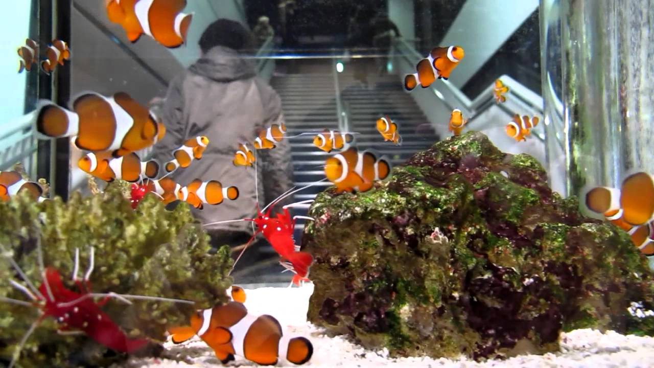 Osaka Aquarium - Crown fish tank - YouTube