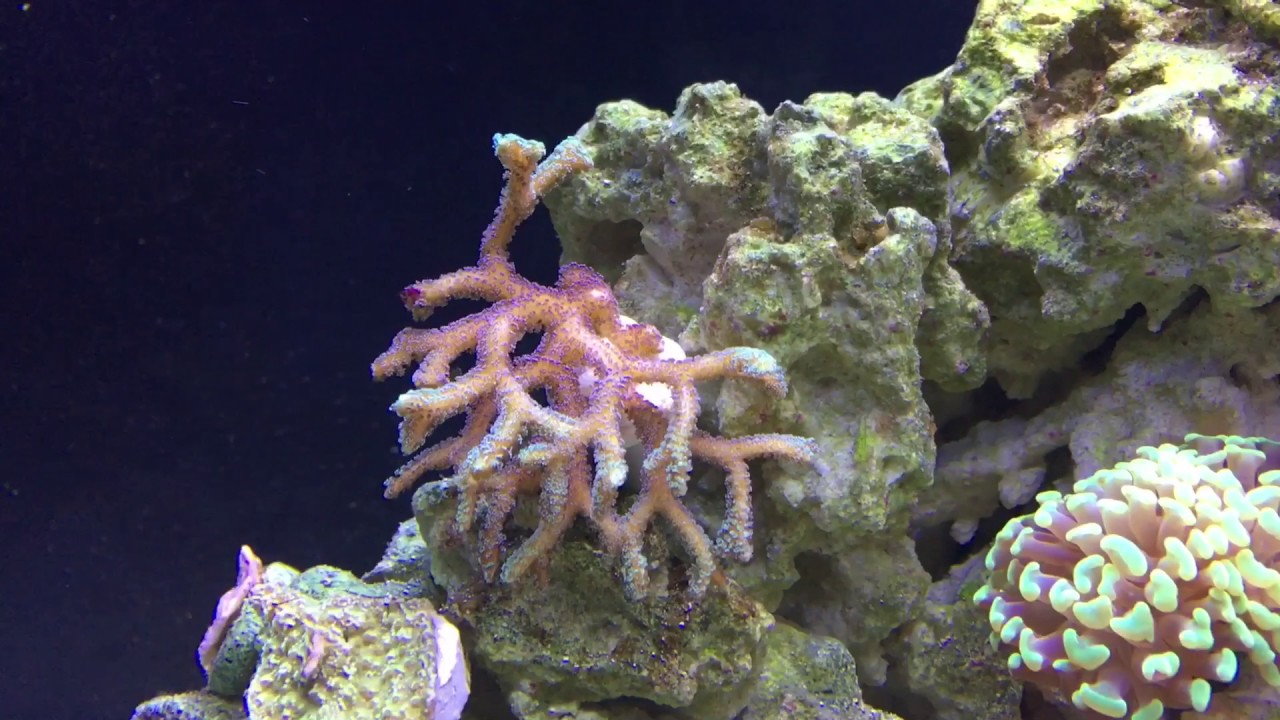 My 75g Reef Tank: Day 67 - Changes - YouTube