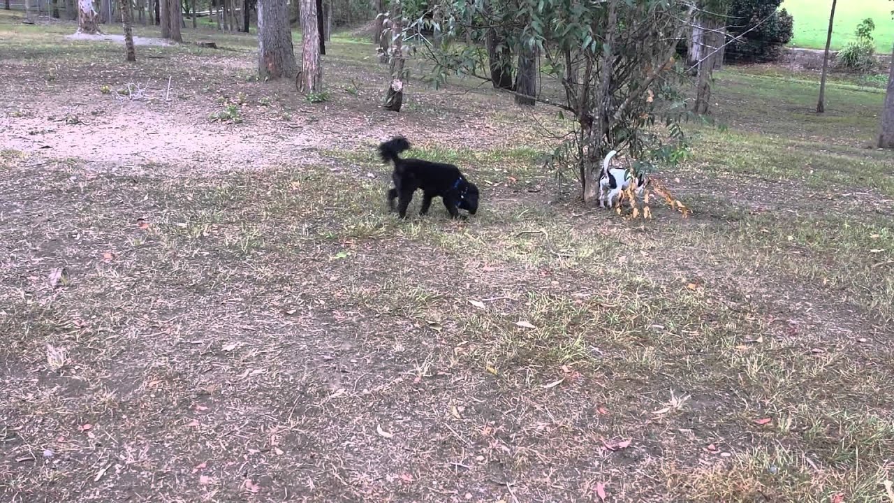 One on One Dog Training - 20140530 090711 - YouTube