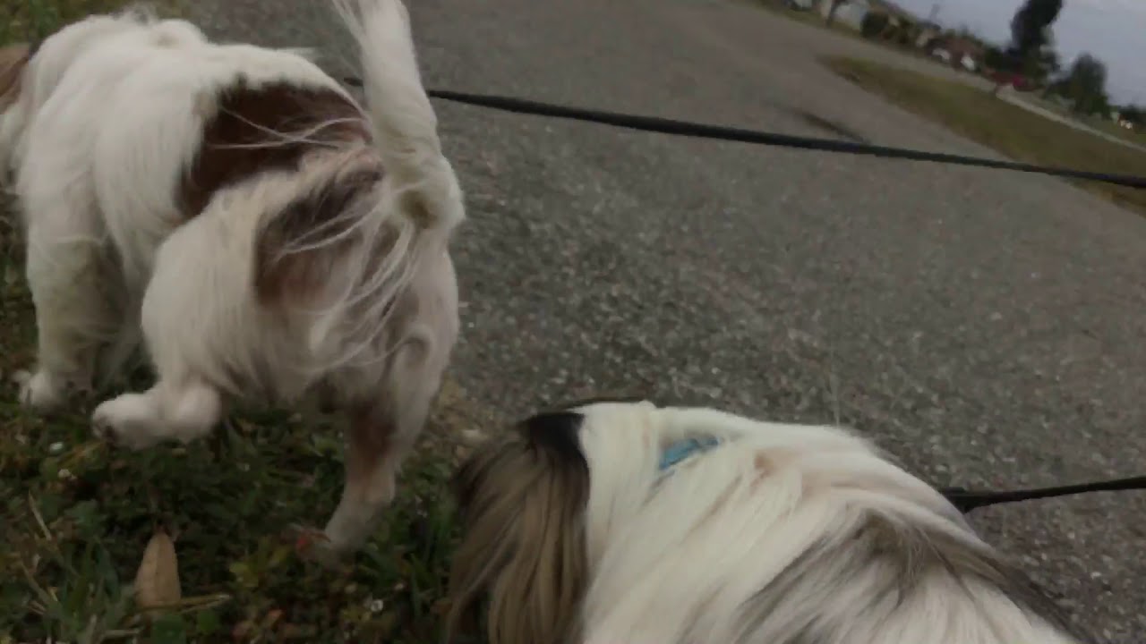 Taking the dogs out to the restroom - YouTube