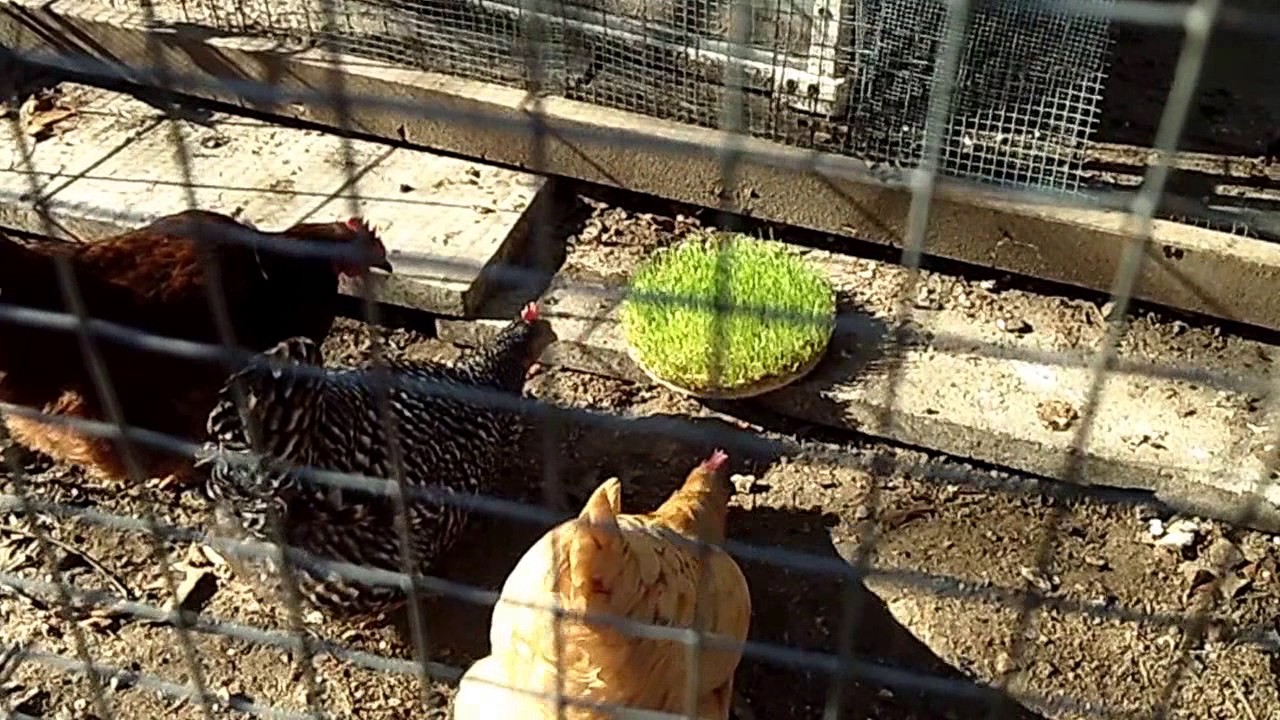 Chickens First Wheat Fodder - YouTube