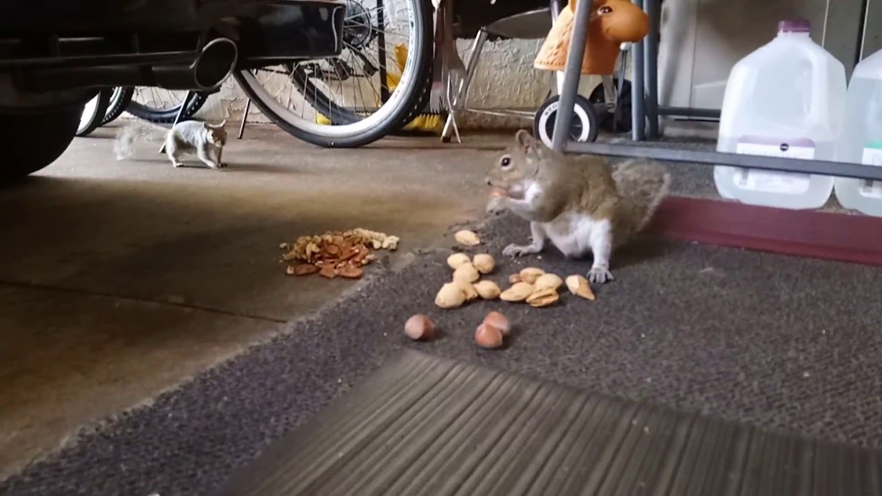 Saturday Squirrels and I - YouTube