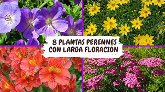 Plantando PLANTAS en maceta para el área de SOMBRA y SEMI SOMBRA - YouTube