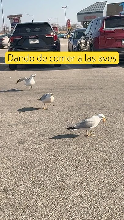 Aves inteligentes - YouTube